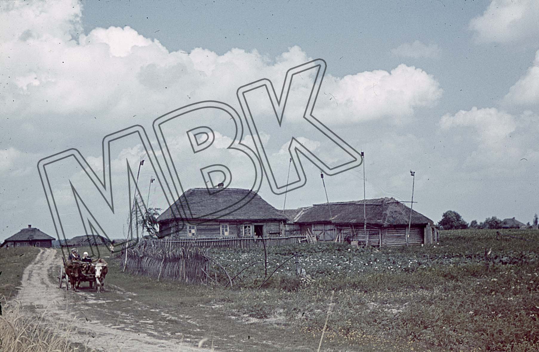 Fotografie: Einheimische mit einem Ochsengespann, bei Orscha, August ...