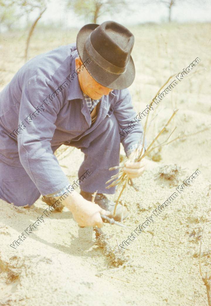 Színes diapozitív :: Viski Károly Múzeum Kalocsa :: MúzeumDigitár:Bács ...