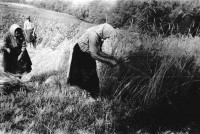 Aratás sarlóval :: Savaria Múzeum, Szombathely :: MúzeumDigitár:Vas