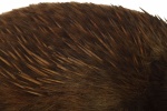 Tasmanischer Kurzschnabeligel - Tachyglossus aculeatus setosus ...