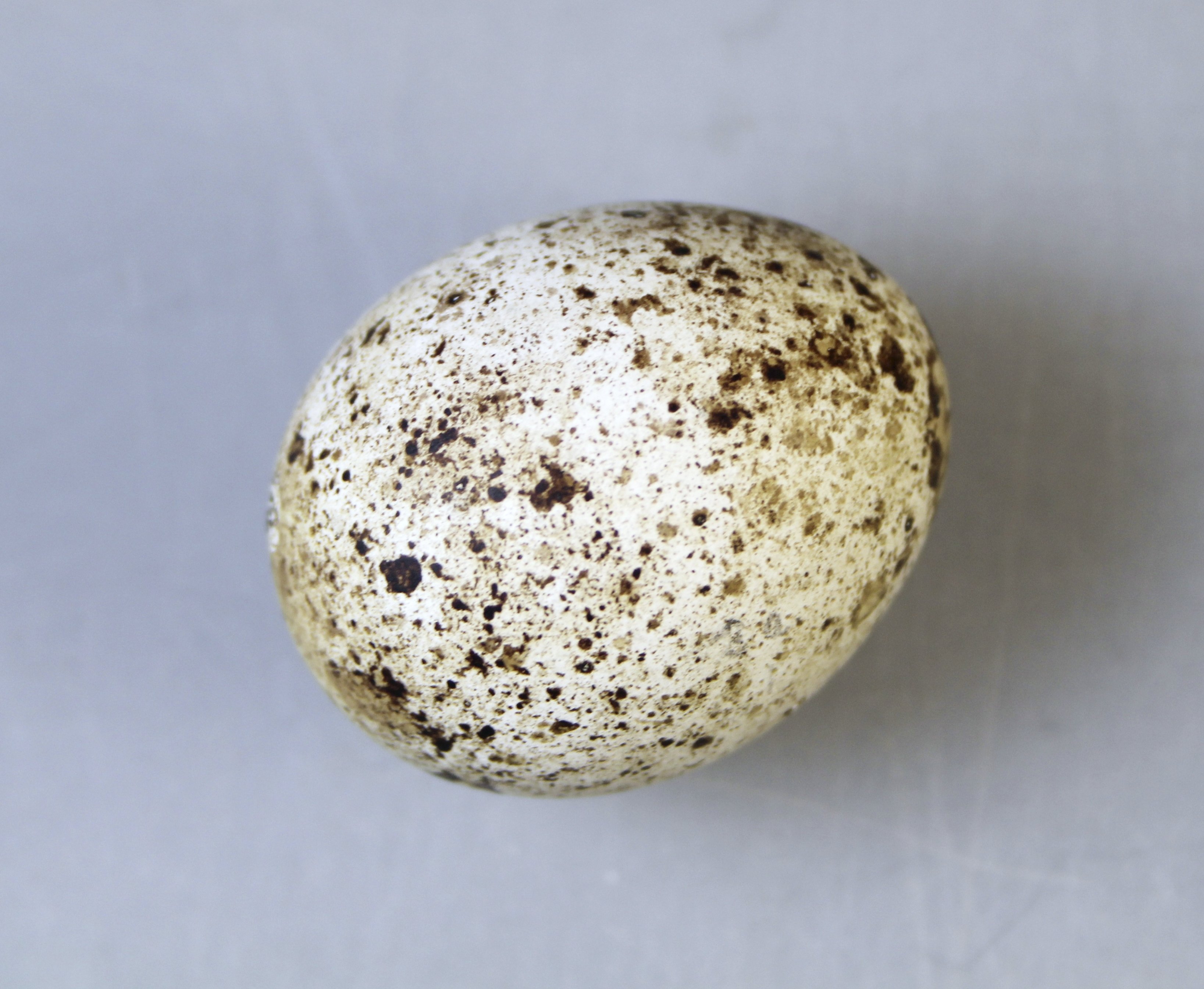 Ei des Birkhuhns :: Museum Burg Mylau :: museum-digital:sachsen